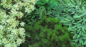 Garden Designer’s TOP SECRET Plant Picks! | Garden Care