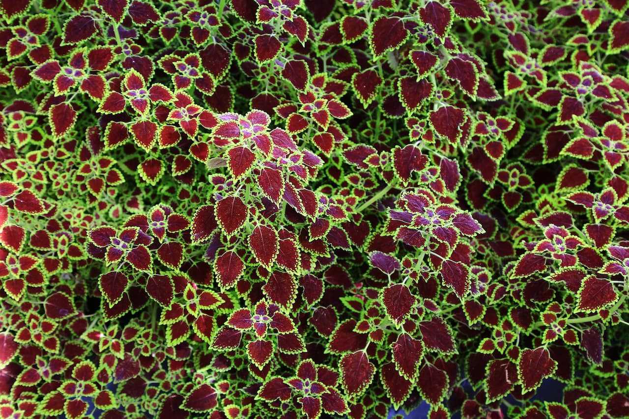 How to grow coleus? | Gardening | Garden Care