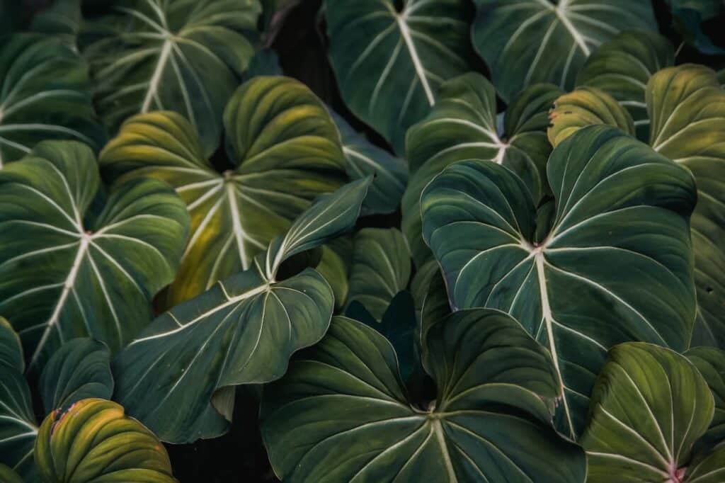Top 10 Large-Leaved Perennials | Garden Care