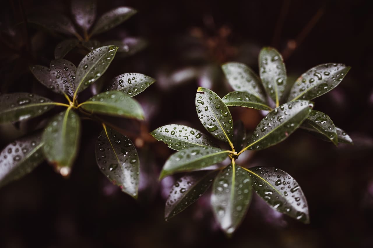 When You Need FIERCE Foliage | Garden Care