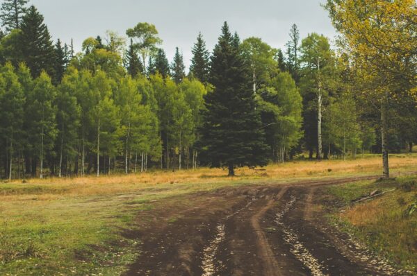Fir vs. Spruce vs. Pine: How to Tell Them | Garden Care