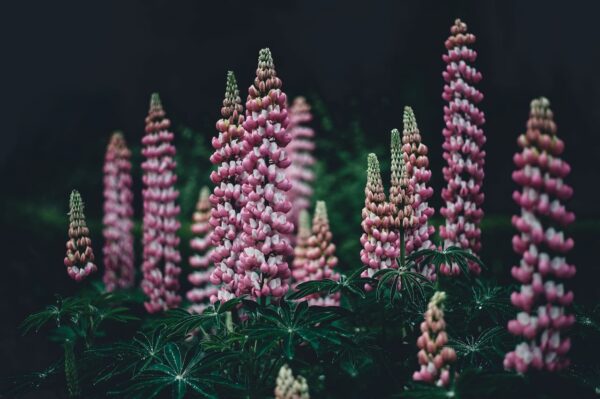 Gooseneck loosestrife Plant Guide | Garden Care