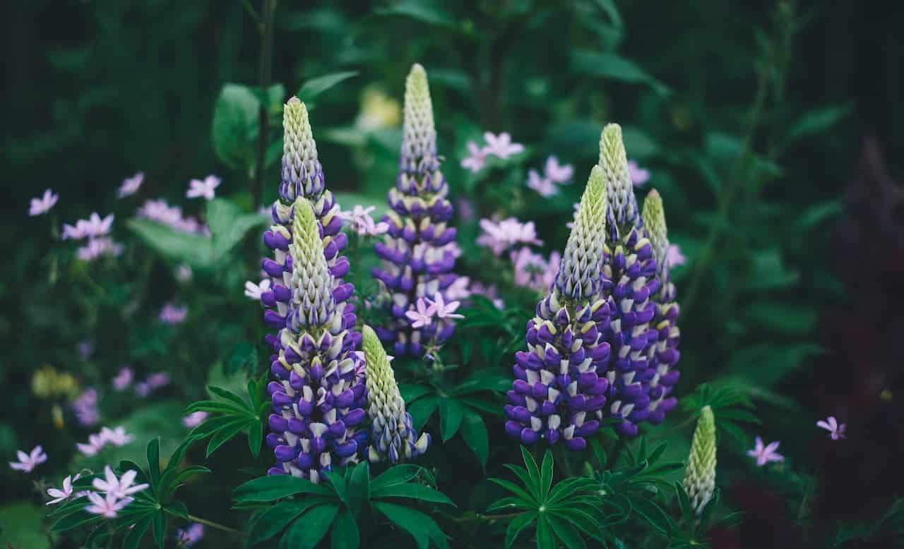 Gooseneck loosestrife Plant Guide | Garden Care