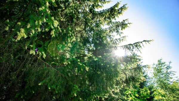 Fir vs. Spruce vs. Pine: How to Tell Them | Garden Care