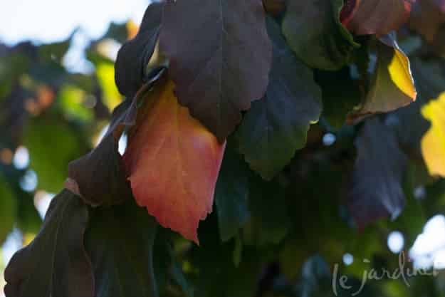 One Special Tree – Four Stunning Seasons | Garden Care