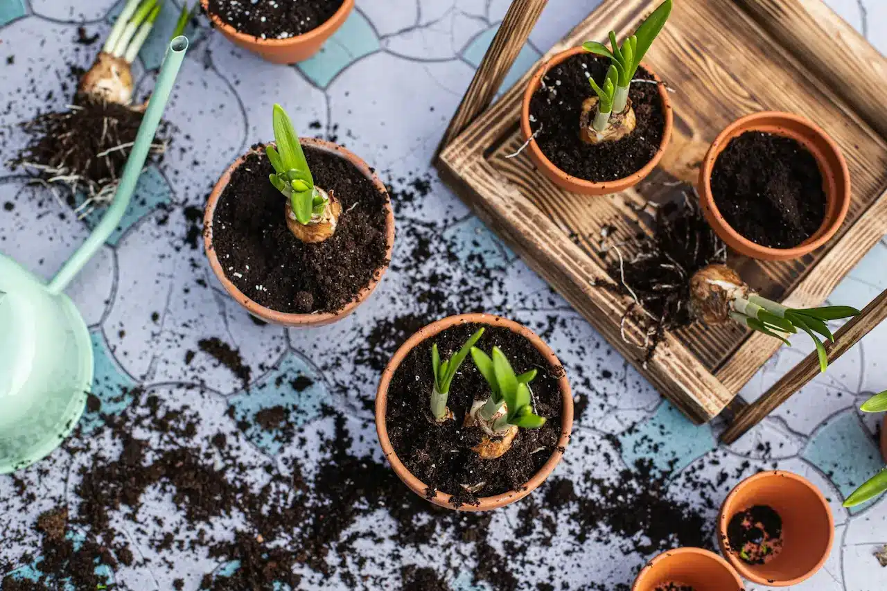 The Best Time Of Year To Plant Spring Bulbs | Garden Care